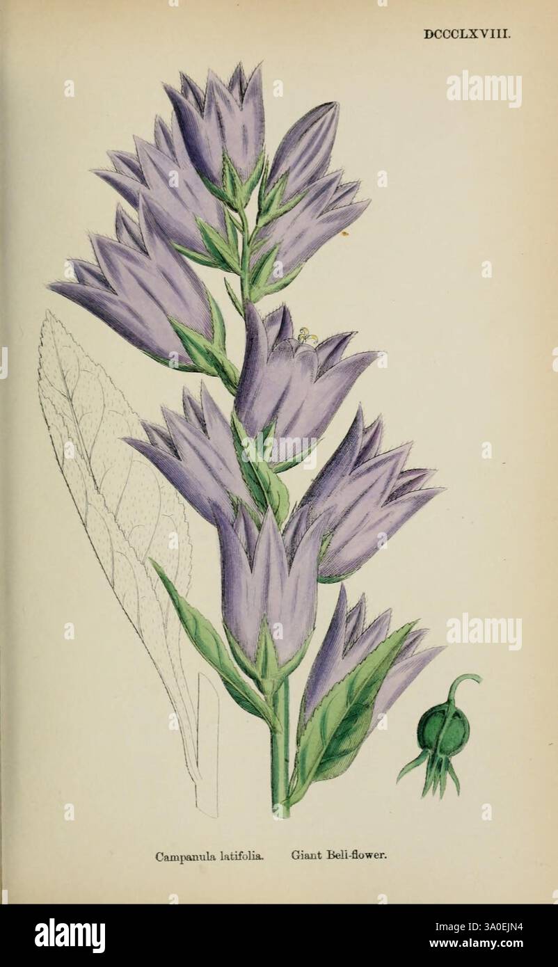 Elegant spikes of bell shaped flowers hi-res stock photography and ...