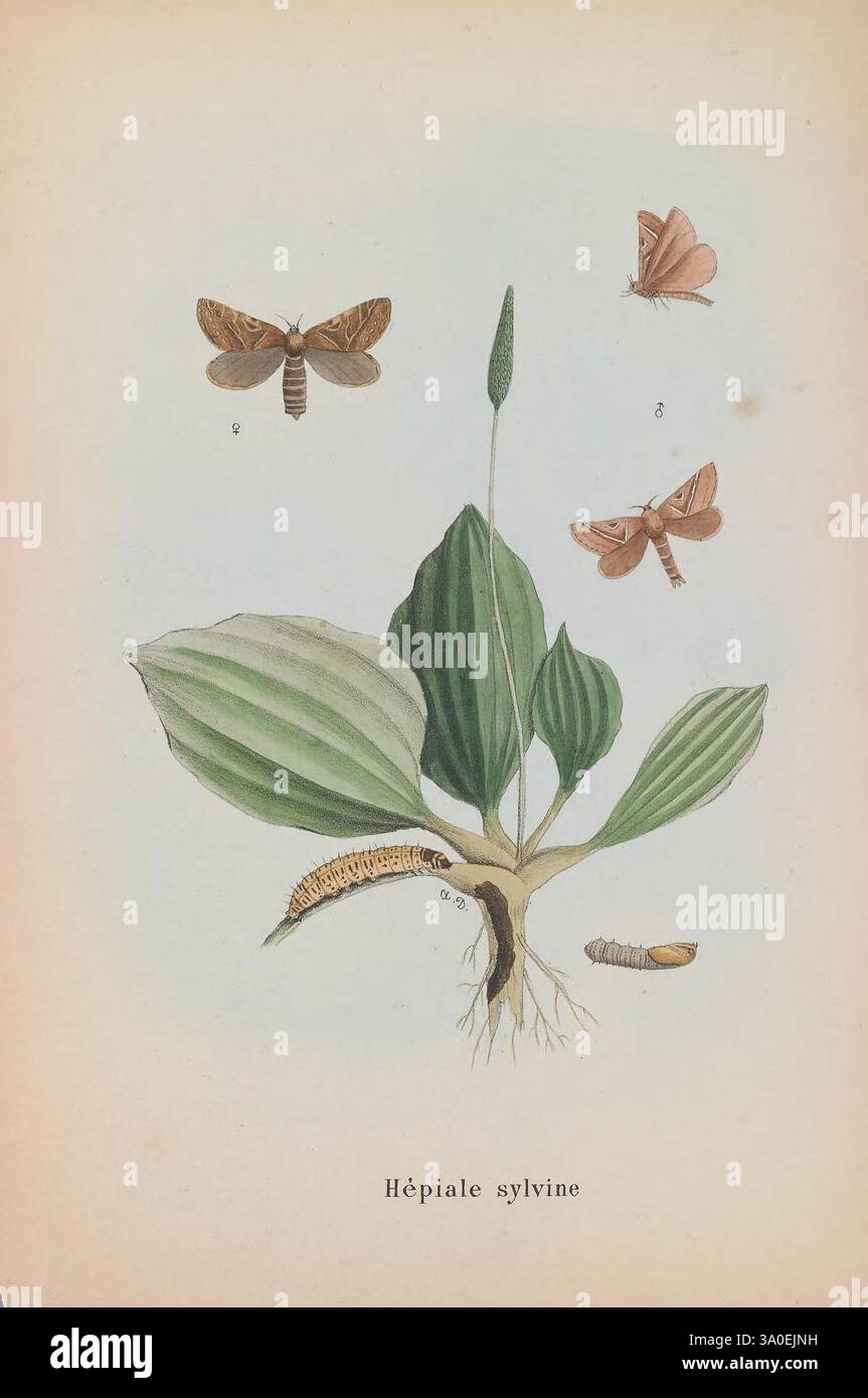 Two moths depicted hi-res stock photography and images - Alamy