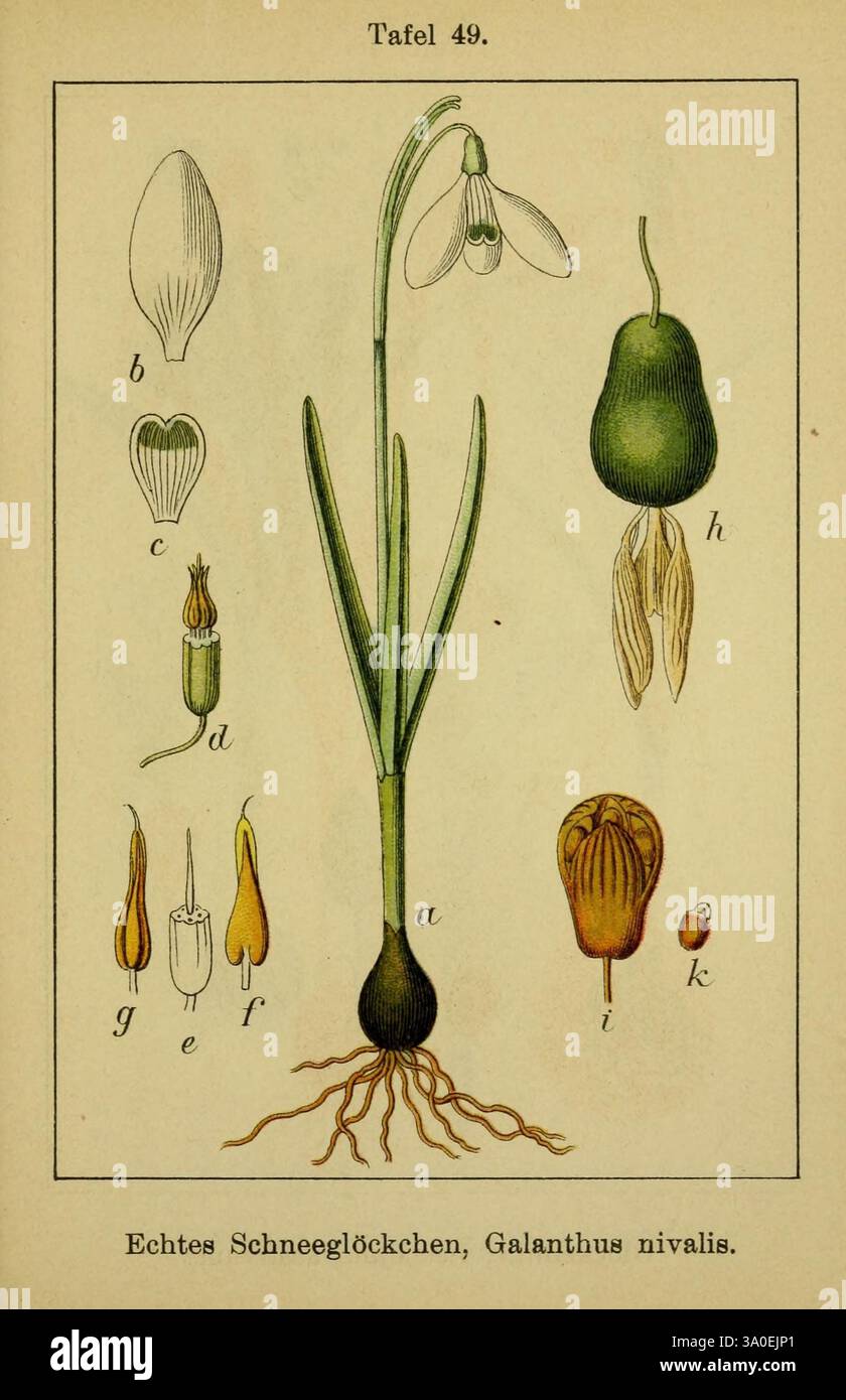 Range of flower components hi-res stock photography and images - Alamy