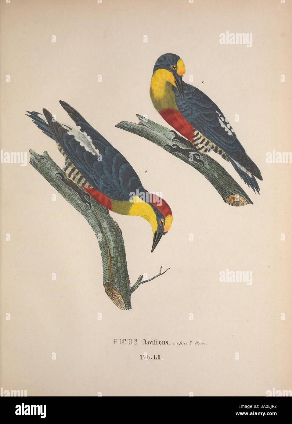 Avium species novae, quas in itinere annis MDCCCXVII-MDCCCXX per ...