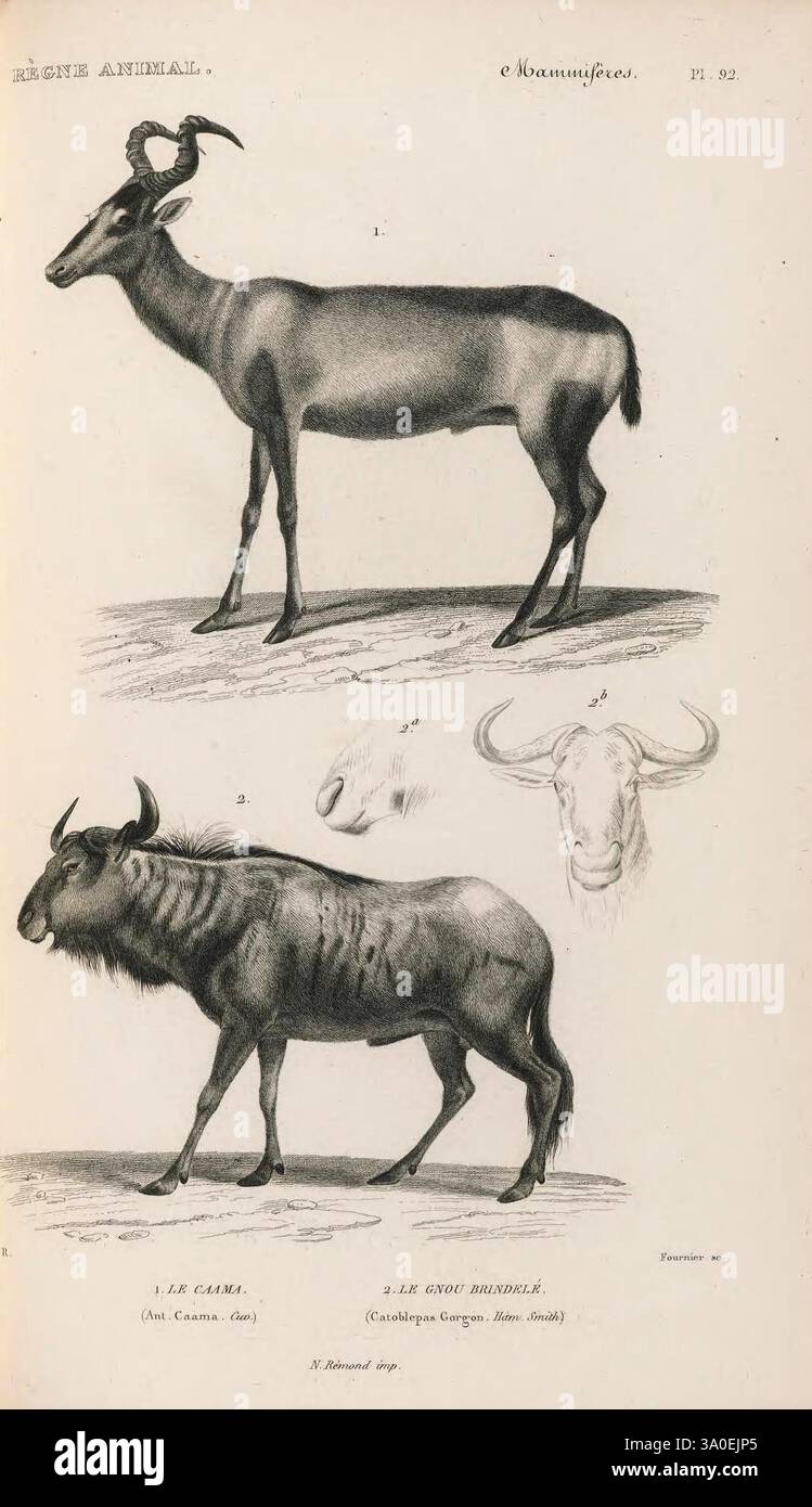 Le règne animal distribué d'après son organisation Paris, 1836-1849 ...