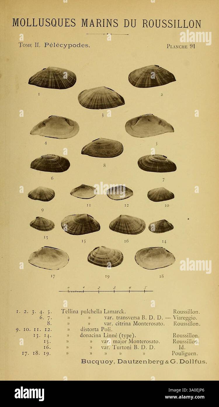 Shells represent different species hi-res stock photography and images ...