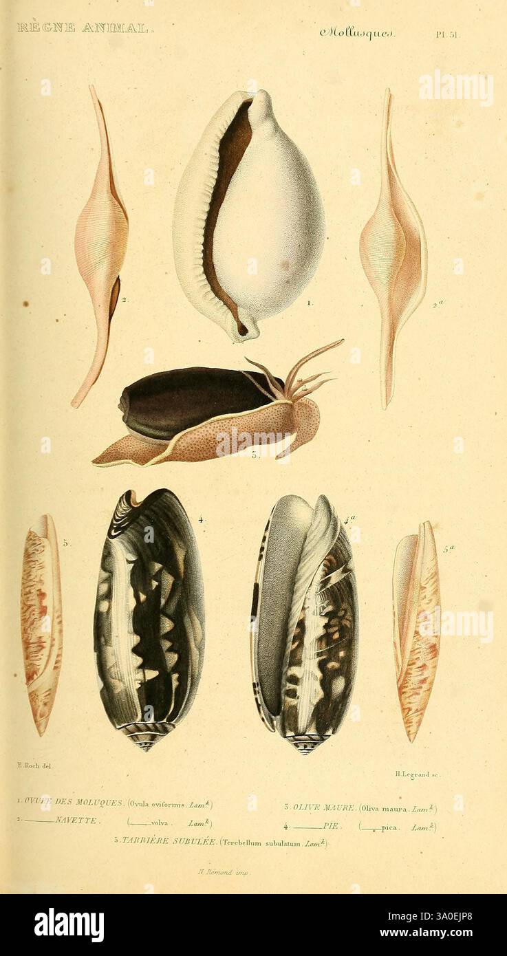 Les mollusques, Paris, 1836-1845, classification, mollusks, pictorial ...