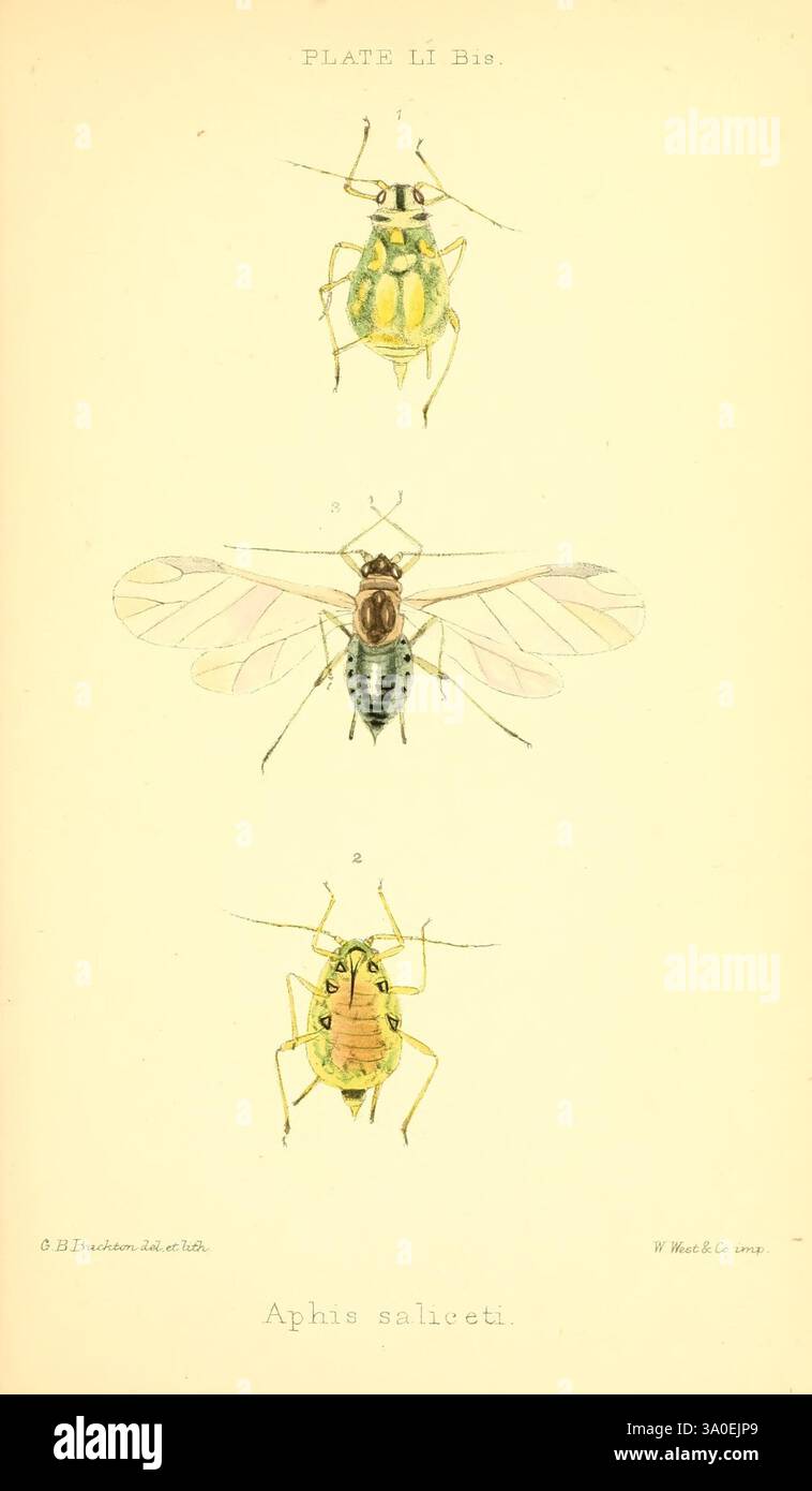 Three distinct species of aphids labeled hi-res stock photography and ...