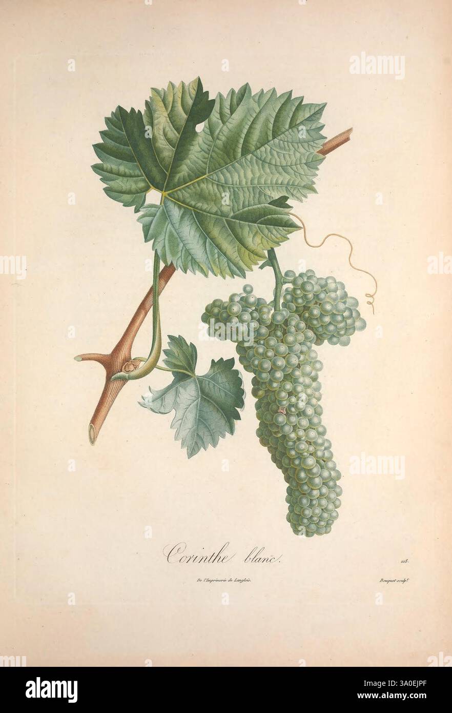 Grape ripeness stages hi-res stock photography and images - Alamy