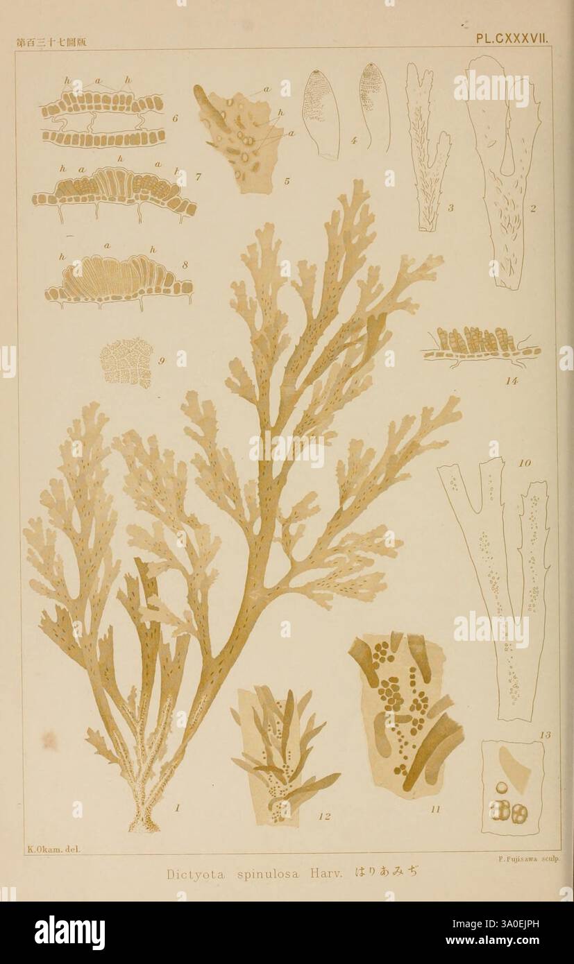 Icones of Japanese Algae Tokyo Kazamashobo 1907-1942 Algae Botany Japan ...