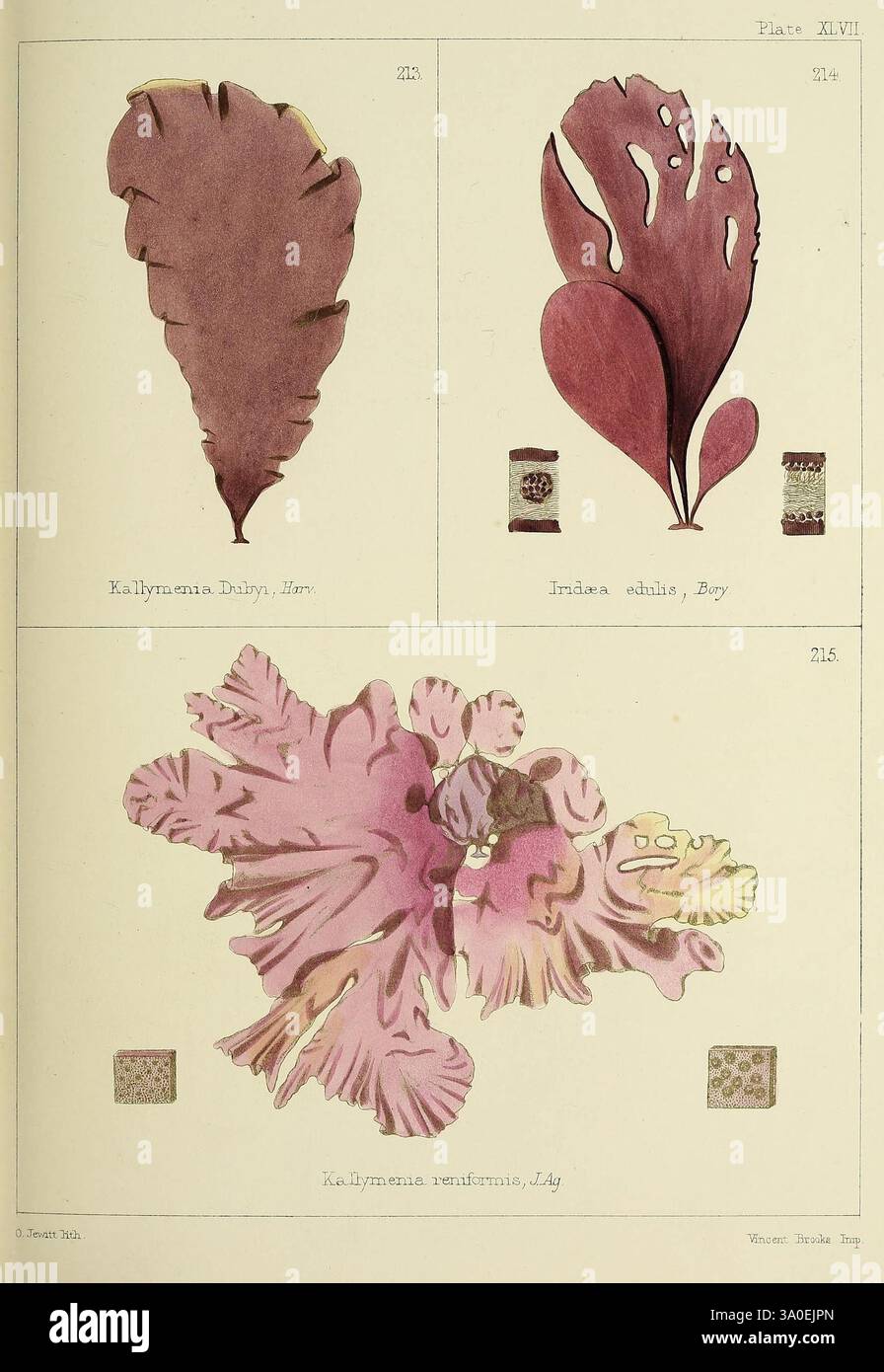 Illustration features three distinct types of algae hi-res stock ...