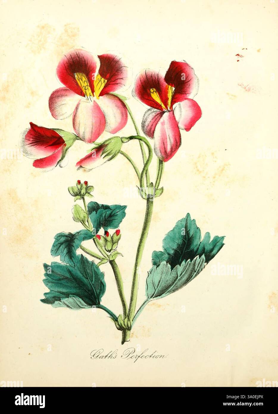 Petal features subtle variations in color hi-res stock photography and ...