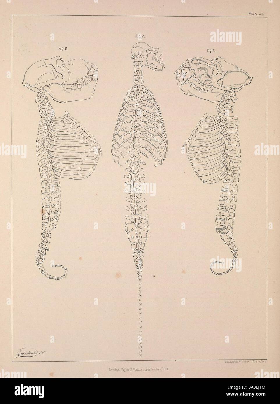 Complete vertebral column hi-res stock photography and images - Alamy