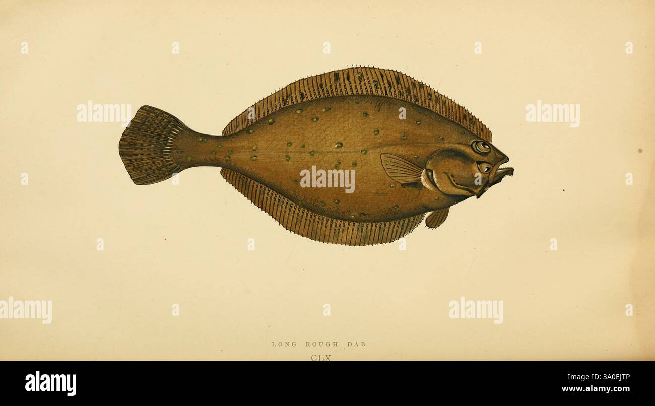 A history of the fishes of the British Islands, 1862-65, Great Britain ...