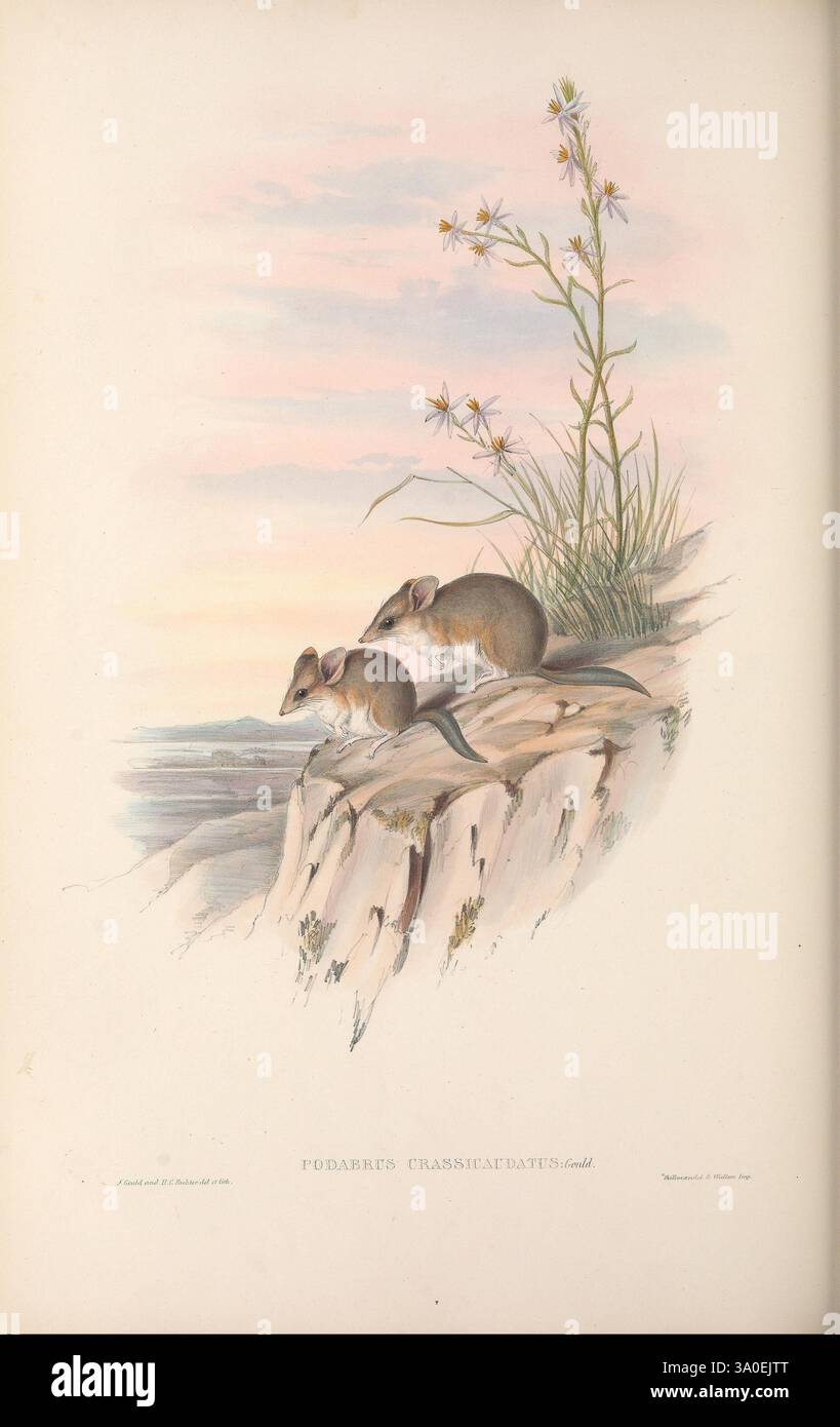 Scene depicts two small animals hi-res stock photography and images - Alamy