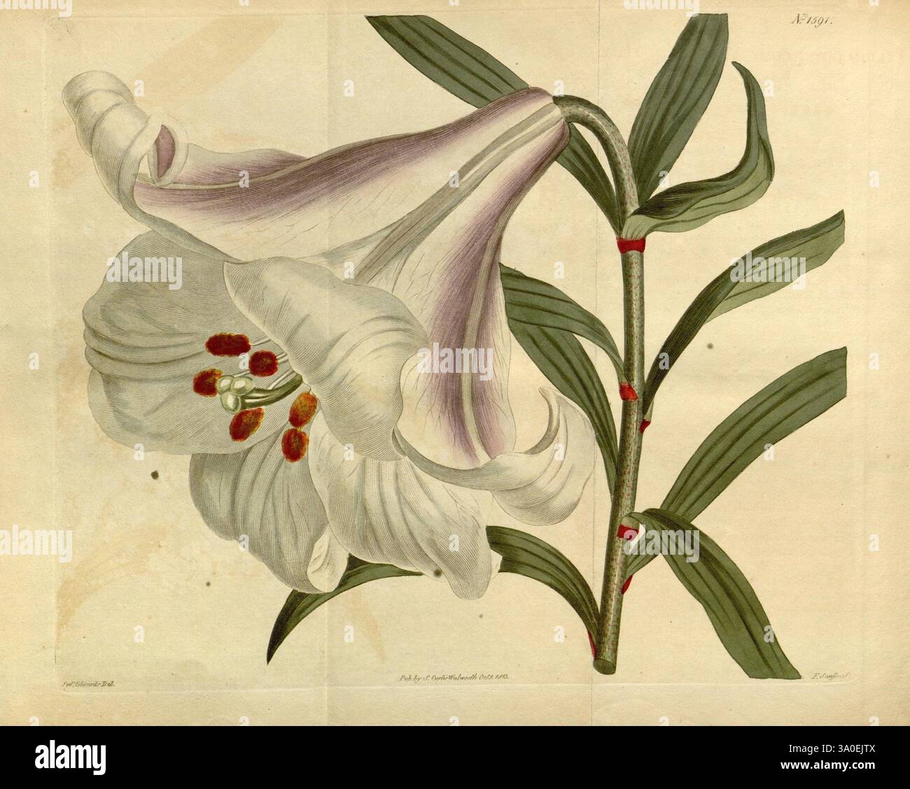 Curtis's Botanical Magazine London, New York Botanical Illustration ...