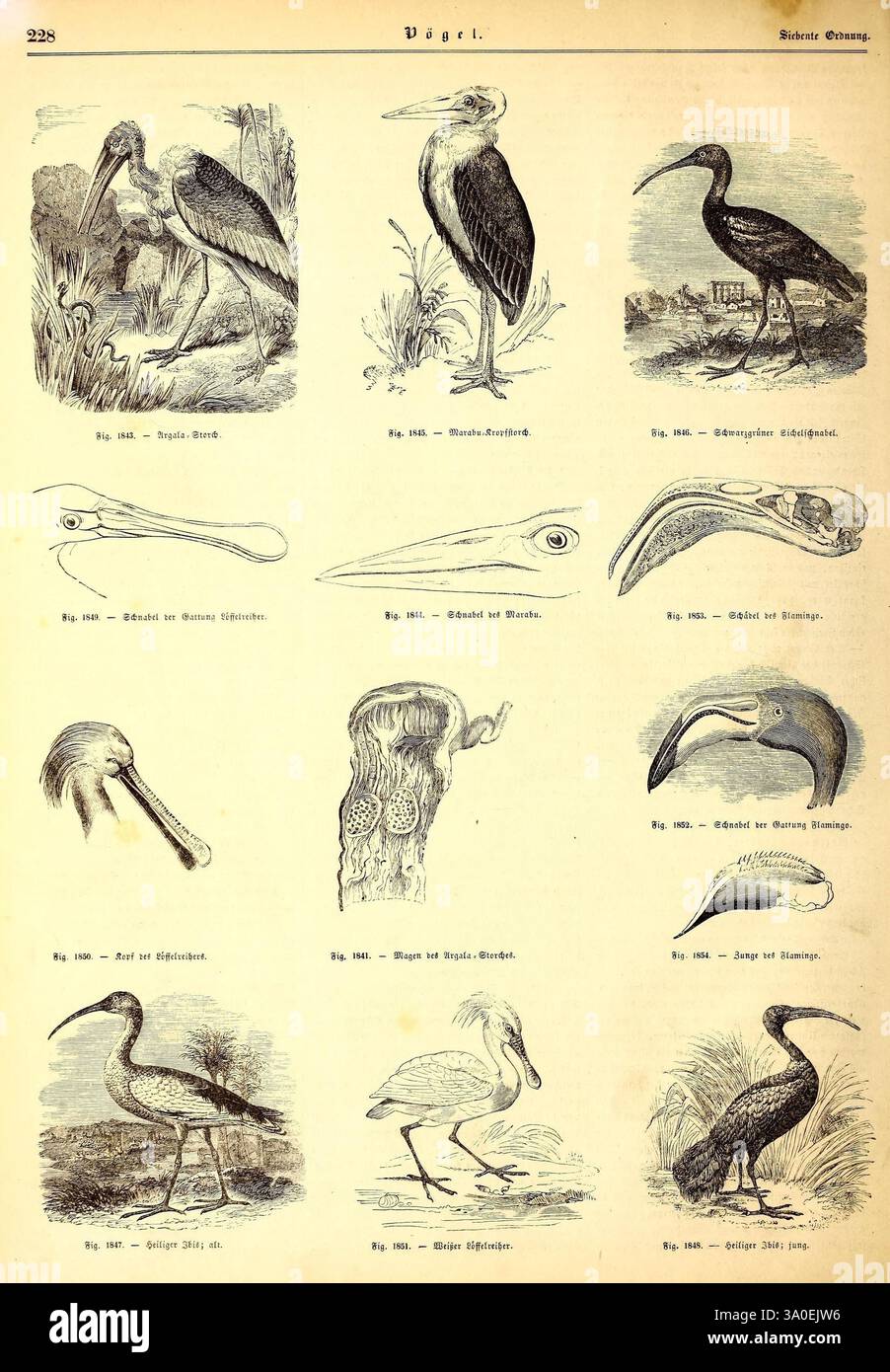Complexity of avian biology hi-res stock photography and images - Alamy