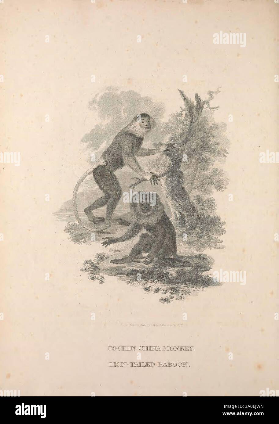 Cousin china monkey hi-res stock photography and images - Alamy