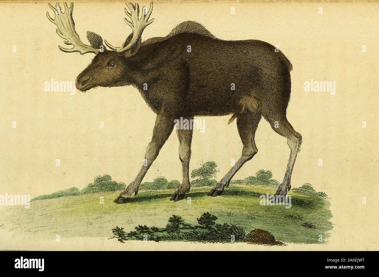 Moose stands prominently hi-res stock photography and images - Alamy