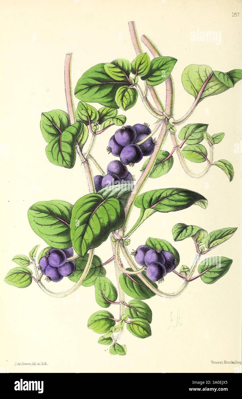 Clusters of deep purple fruits hang hi-res stock photography and images ...