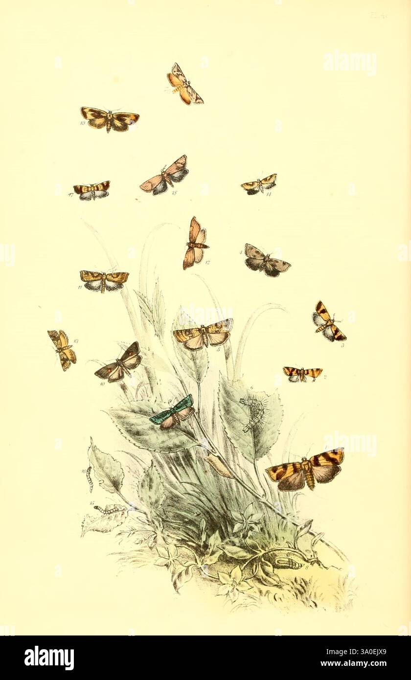The genera of British, London, Paul Jerrard & Sons, [ca. 1860], Great ...