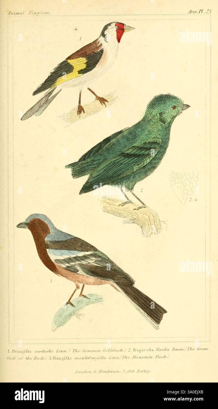 Colorful chaffinch displays hi-res stock photography and images - Alamy