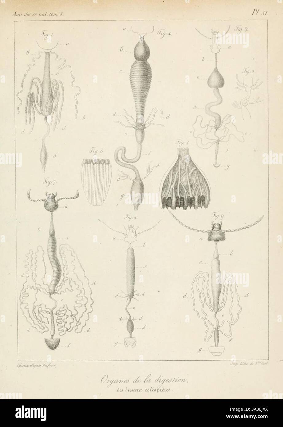 Organ layouts hi-res stock photography and images - Alamy