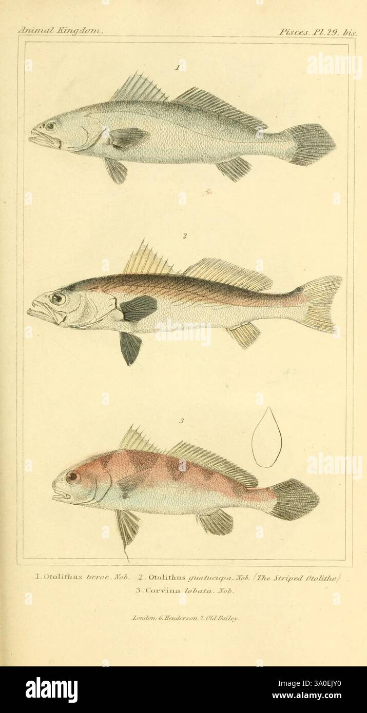 Educating viewers on fish biology hi-res stock photography and images ...