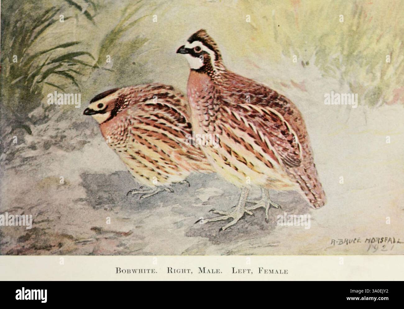 Birds of the Pacific Coast, 1923, birds, British Columbia, bobwhite ...