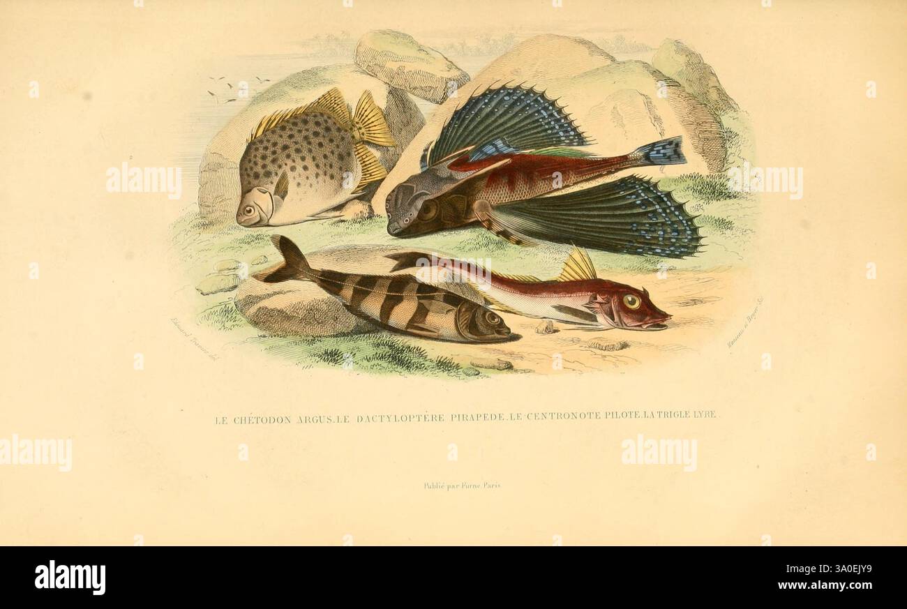 Round bodied fish hi-res stock photography and images - Alamy