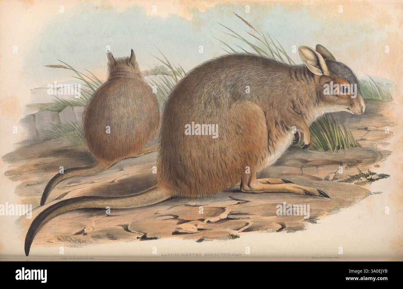 The mammals of Australia, pub. by the author 1863. Australia, mammals ...