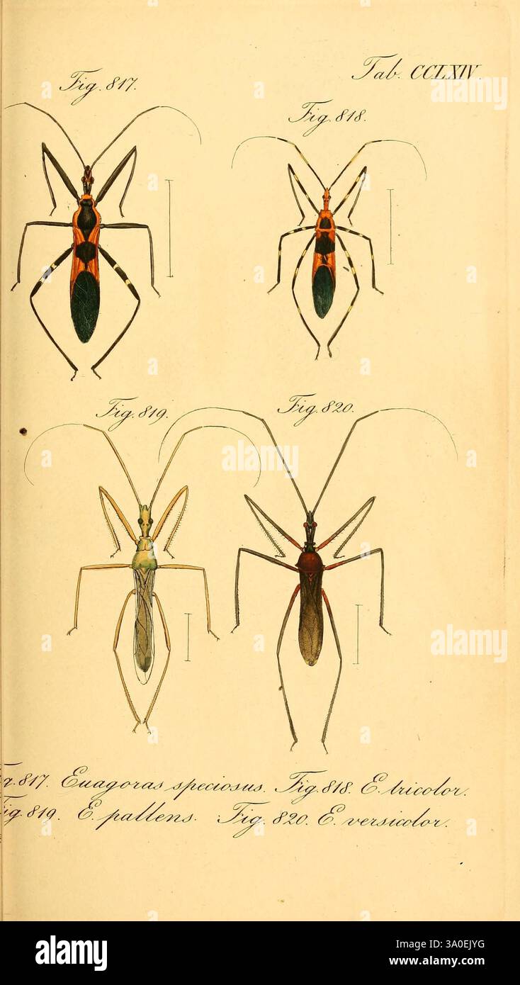 Bottom right presents another species hi-res stock photography and ...
