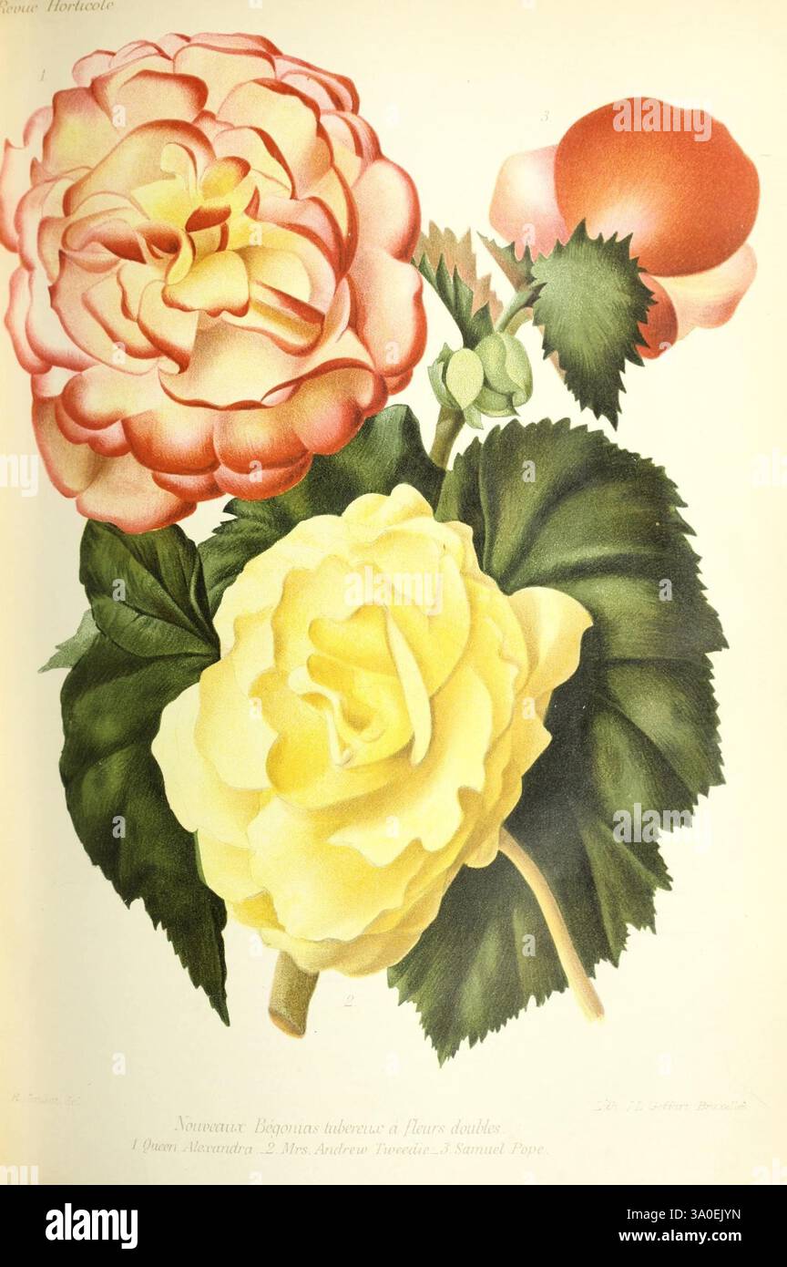 Two exquisite begonia flowers hi-res stock photography and images - Alamy