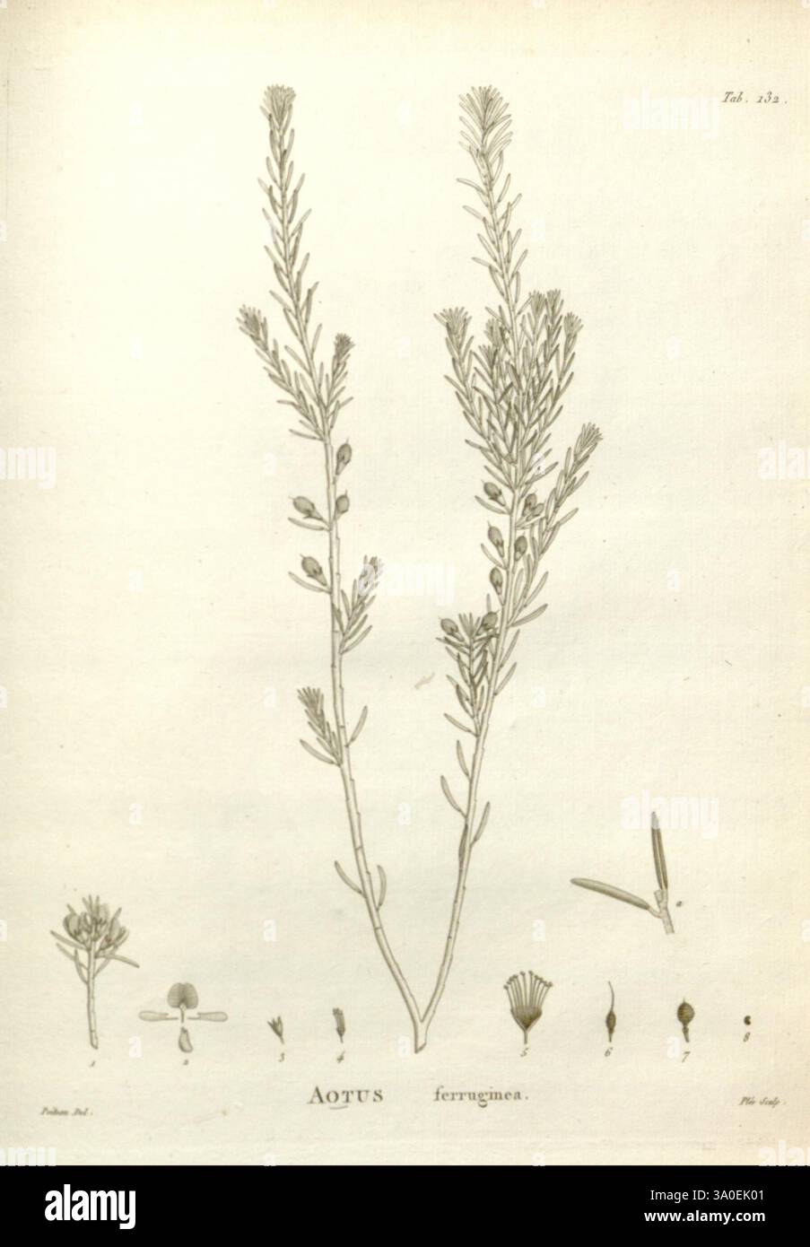 1804 1806 australia botany taxonomy hi-res stock photography and images ...