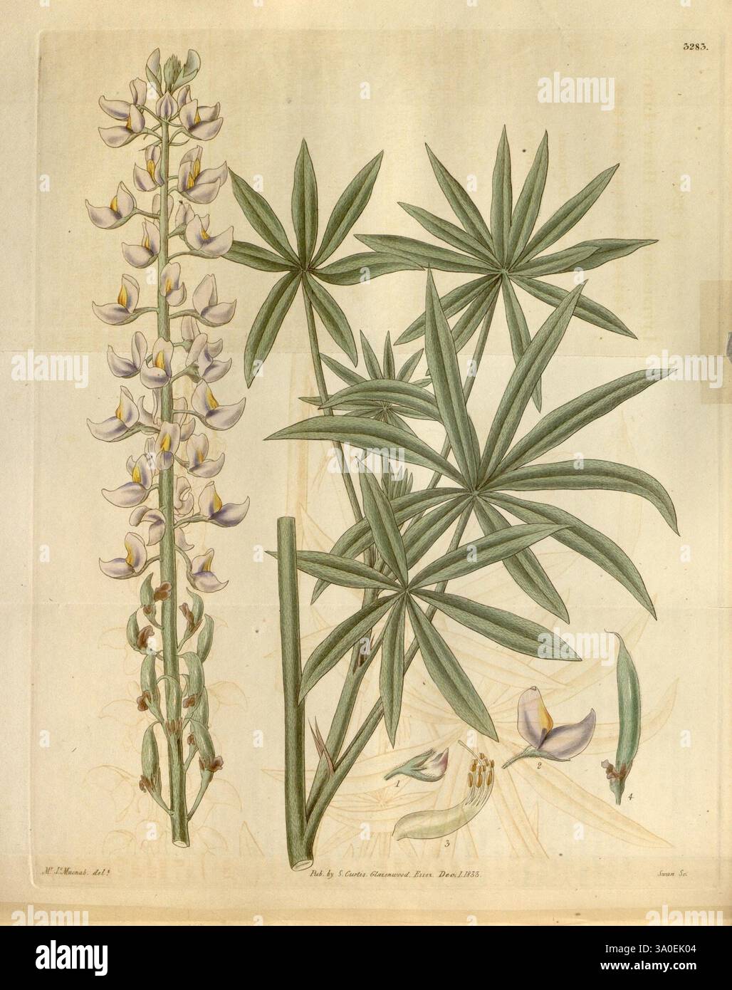 Curtis's Botanical Magazine London New York etc. botanical illustration ...