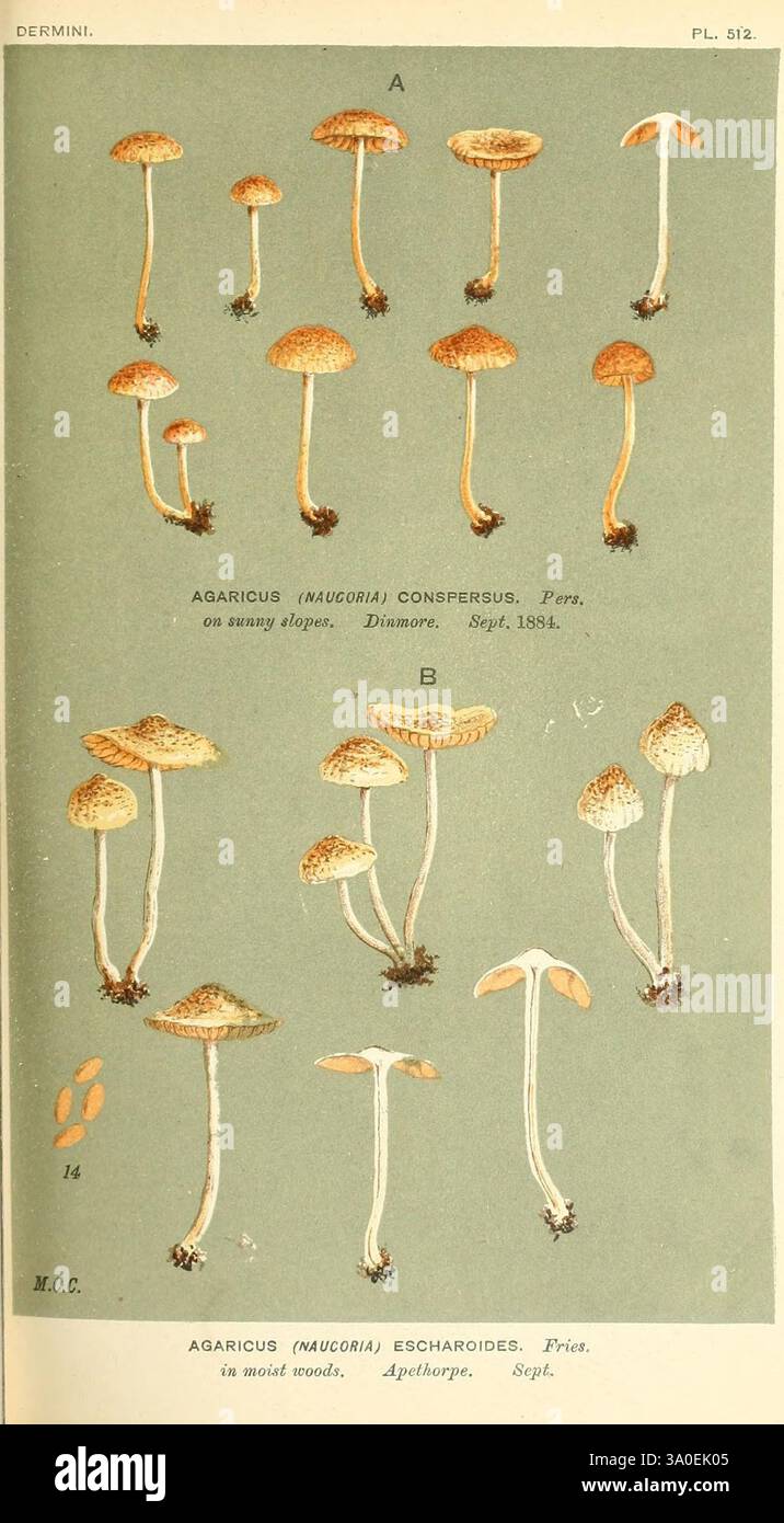 Illustrations, of, British, Fungi, (Hymenomycetes), to, serve, as, an ...