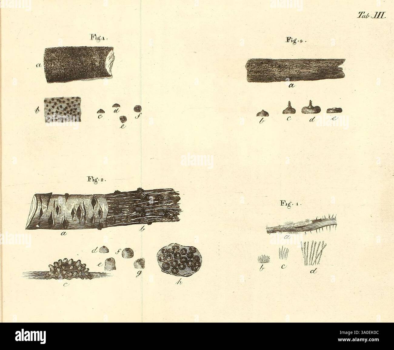 Depict different types of wood hi-res stock photography and images - Alamy
