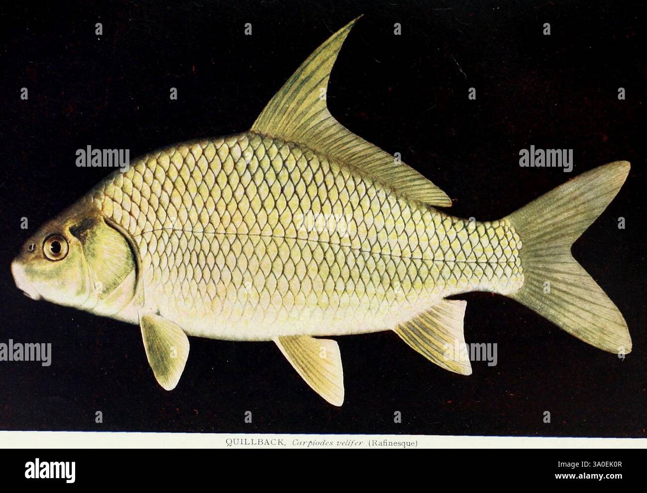 Laterally compressed form hi-res stock photography and images - Alamy