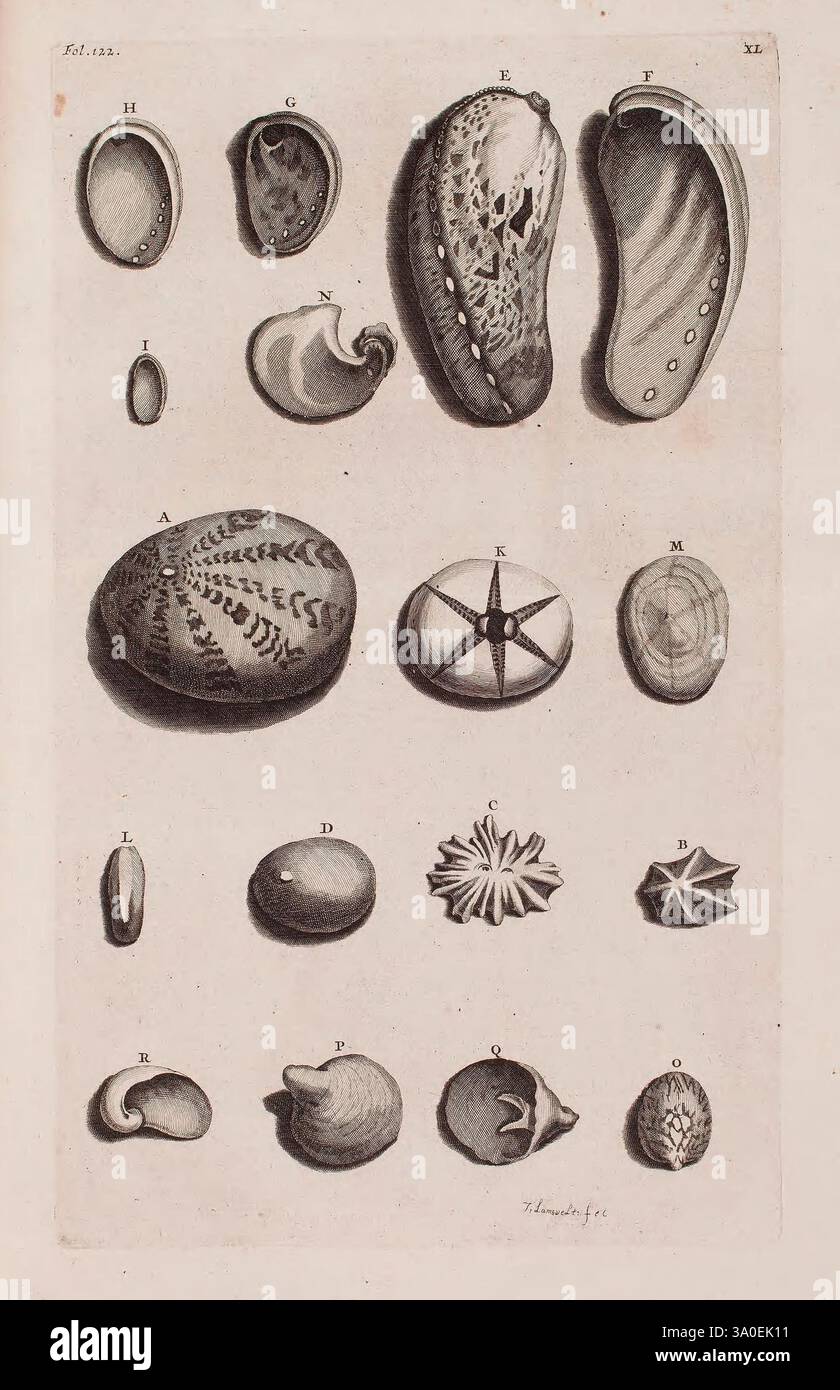 D'Amboinsche Rariteitkamer, Amsterdam, Gedrukt by François Halma, 1705 ...