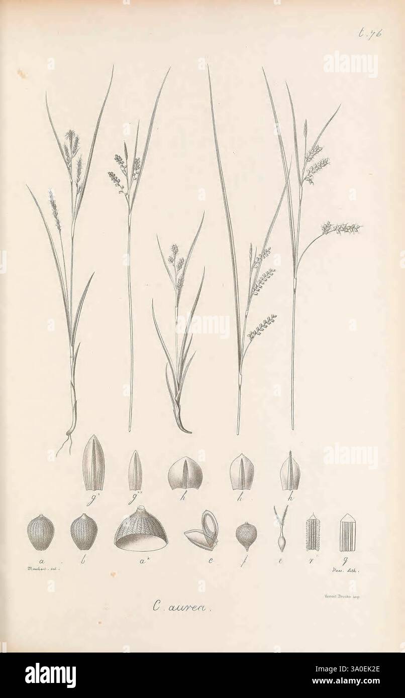 Series of detailed seed structures hi-res stock photography and images ...