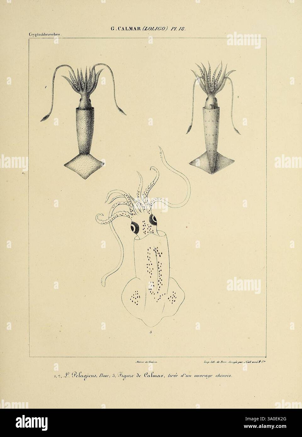 Detailed study of various cephalopods hi-res stock photography and ...