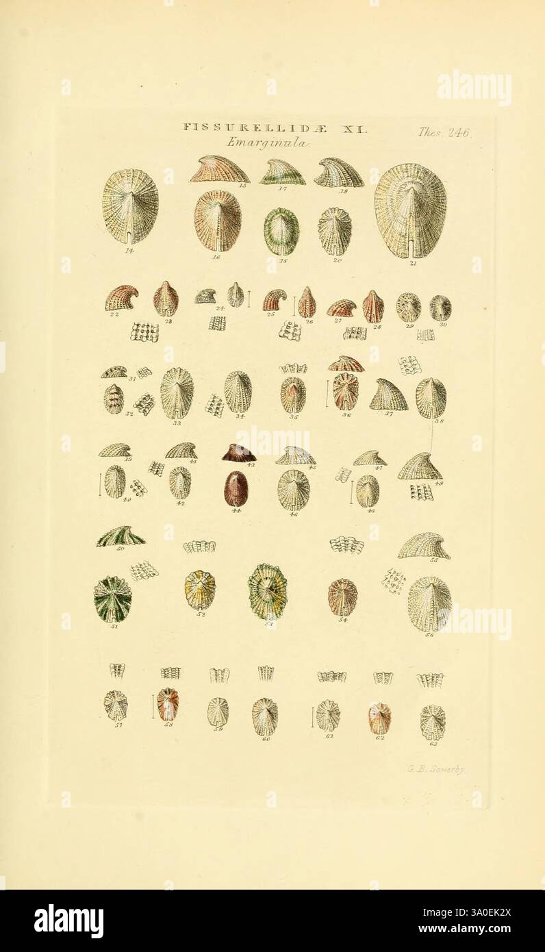 Detailed depictions of various shells belonging hi-res stock ...