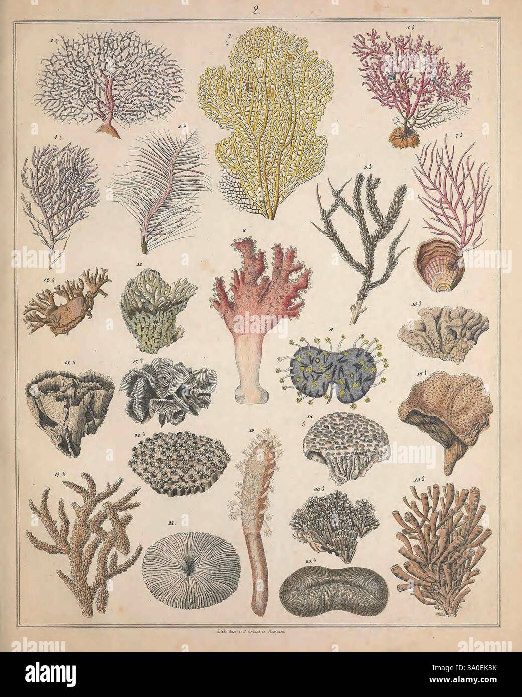 Diverse marine life forms hi-res stock photography and images - Alamy