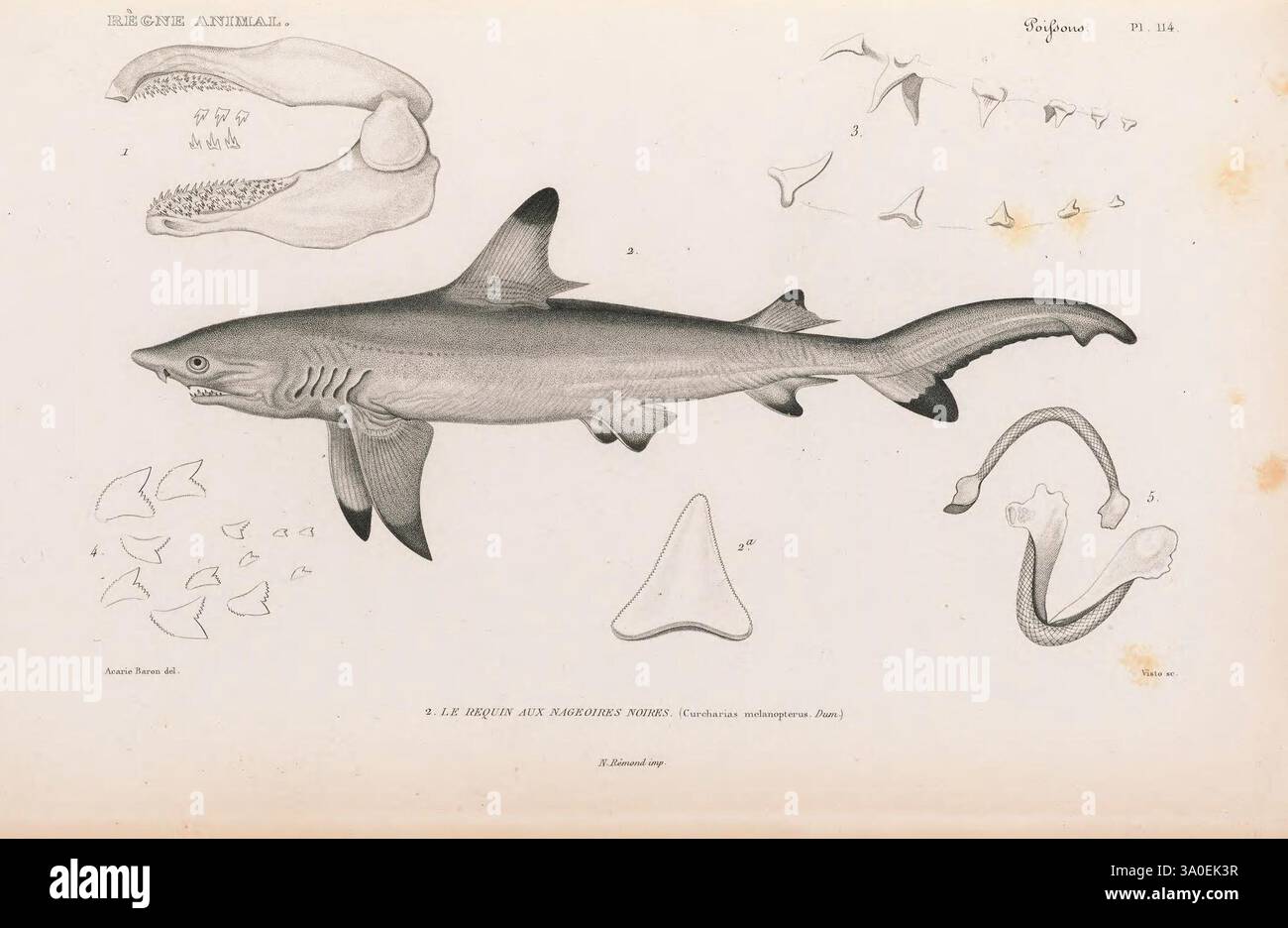 Diversity of shark anatomy hi-res stock photography and images - Alamy