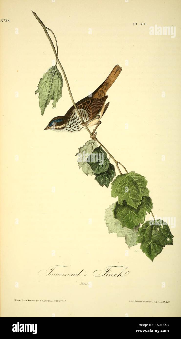 Beautifully illustrated depiction of townsends finch hi-res stock ...
