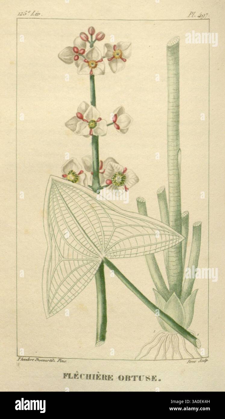Flore médicale des Antilles, ou, Traité des plantes usuelles, Paris ...
