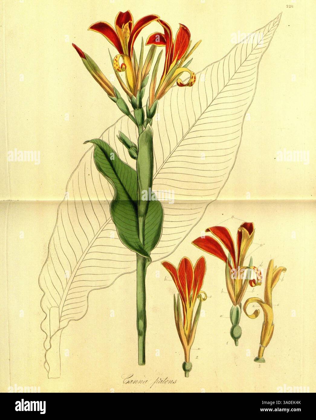 Exotic flora Edinburgh Printed for W. Blackwood Great Britain plants ...