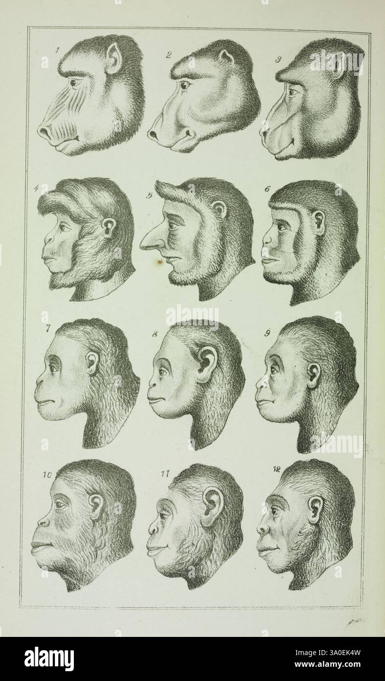 Representations of different types of monkeys hi-res stock photography ...