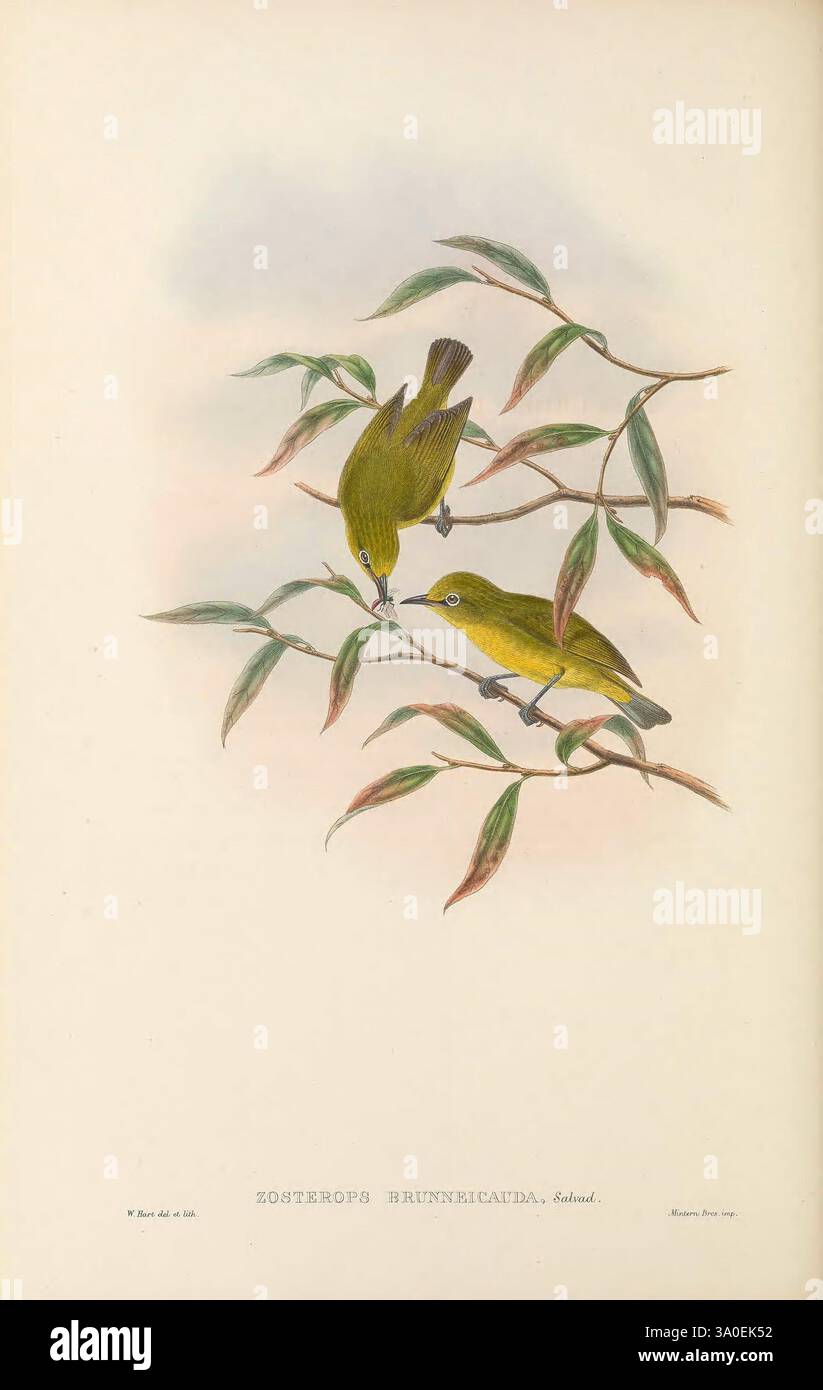 The birds of New Guinea and the adjacent Papuan islands London, Henry ...