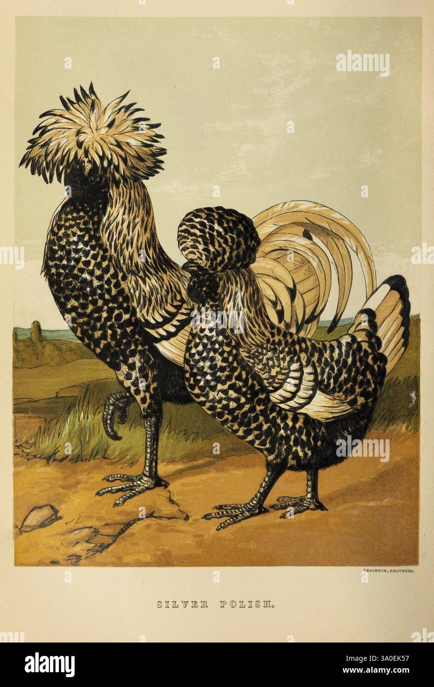 Silver polish chickens hi-res stock photography and images - Alamy