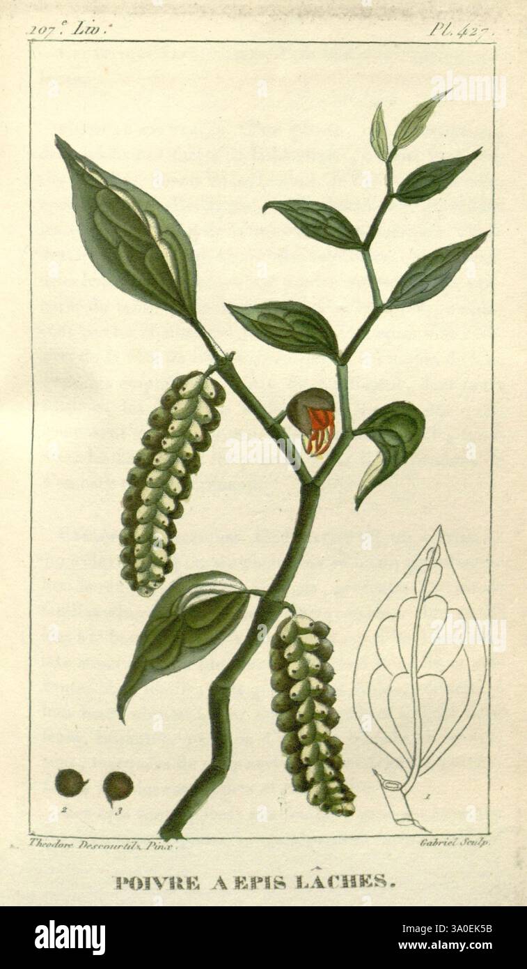 Flore médicale des Antilles, ou, Traité des plantes usuelles, Paris ...