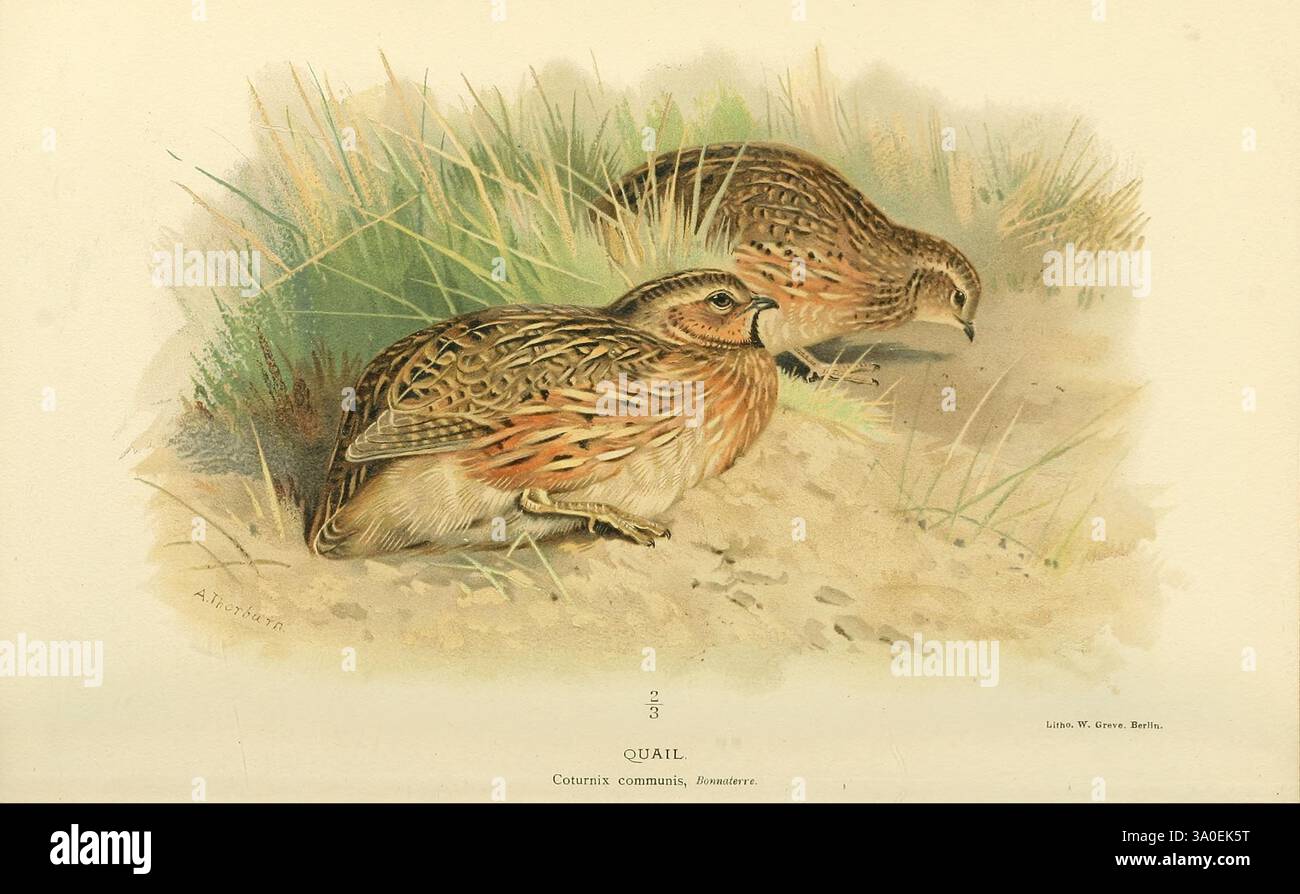 Scene captures two quails hi-res stock photography and images - Alamy