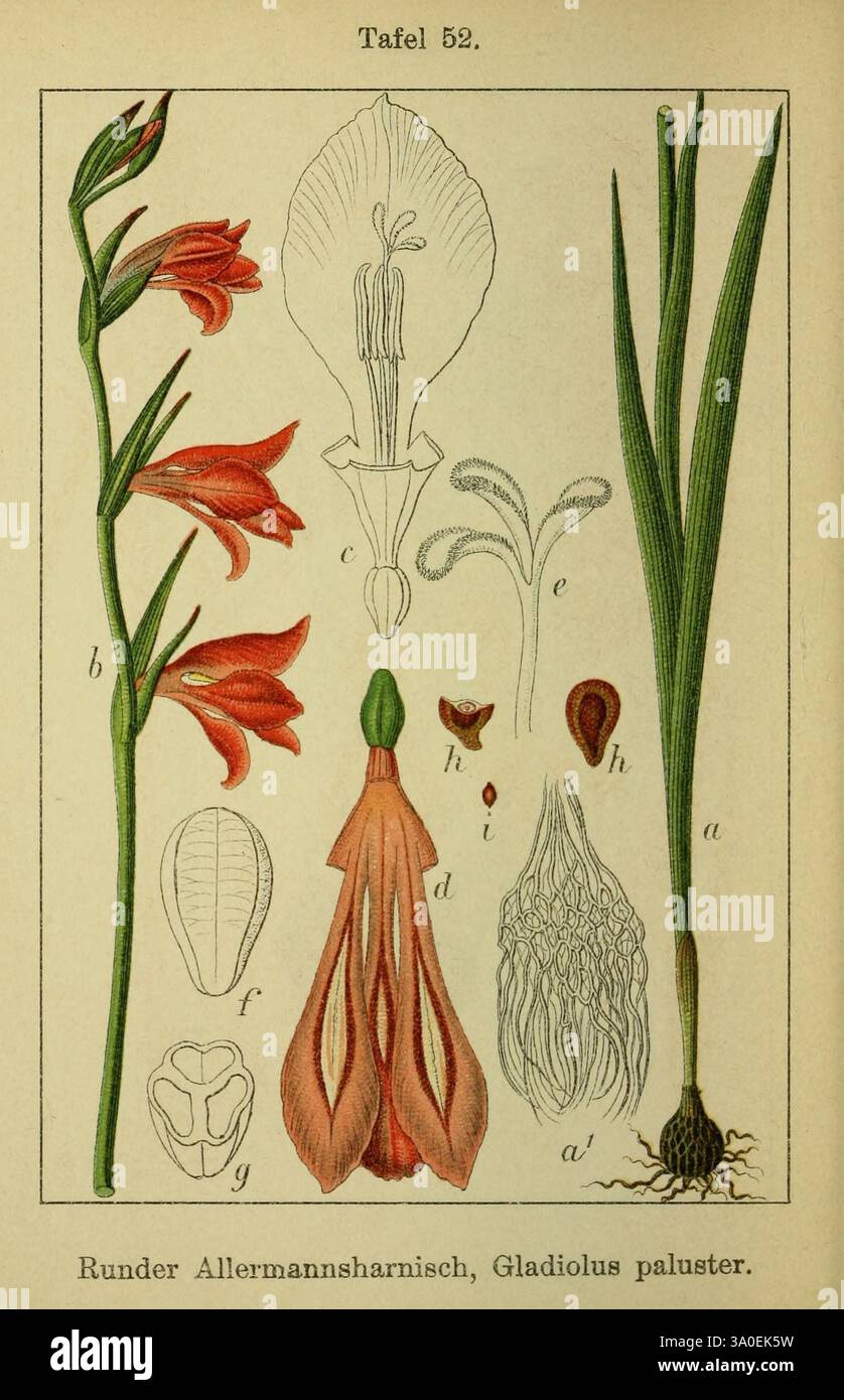 J. Sturms Flora von Deutschland, Stuttgart, K. G. Lutz, 1900-1907 ...