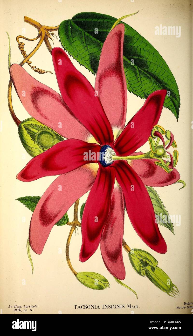 Surrounded by showy sepals hi-res stock photography and images - Alamy